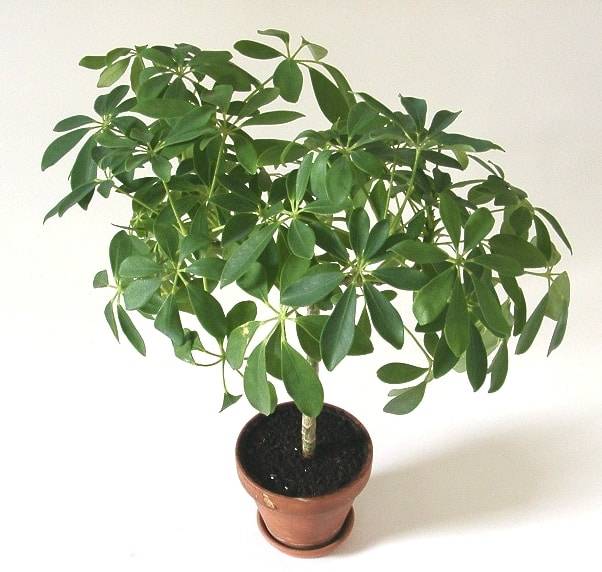 Umbrella Tree Guide: How to Take Care of the Shefflera Plant