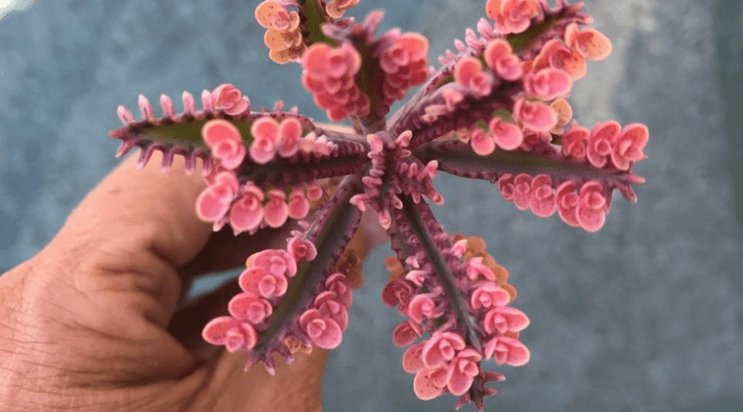 Kalanchoe Guide: How to Care for Any Kalanchoe, From Coral Bells to Zebra