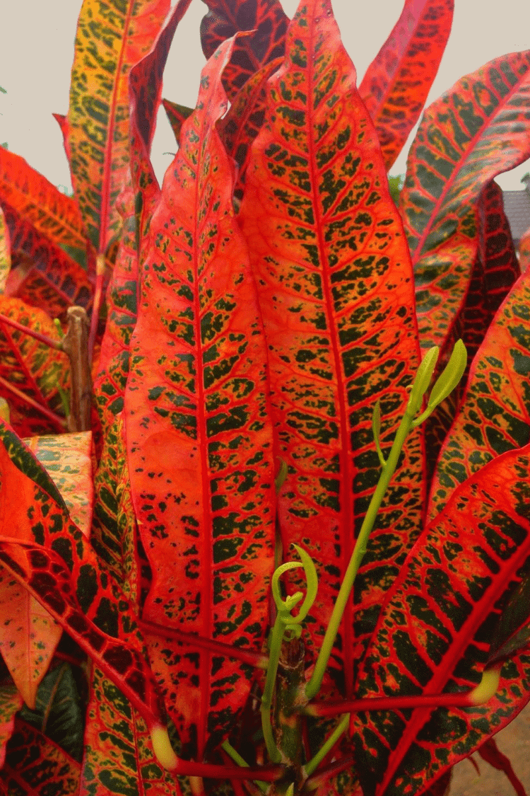 Croton Guide: How to Care For a Croton Plant