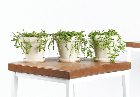 String of Pearls Guide: How to Care for a Curio Rowleyanus Succulent