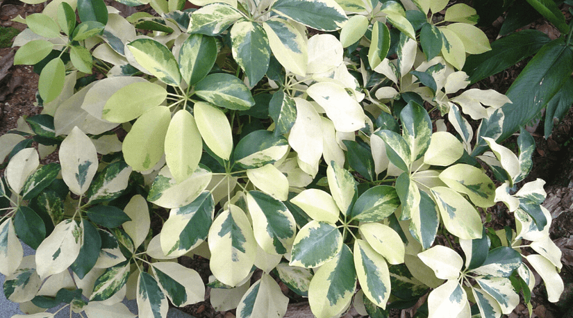 Umbrella Tree Guide: How to Take Care of the Shefflera Plant