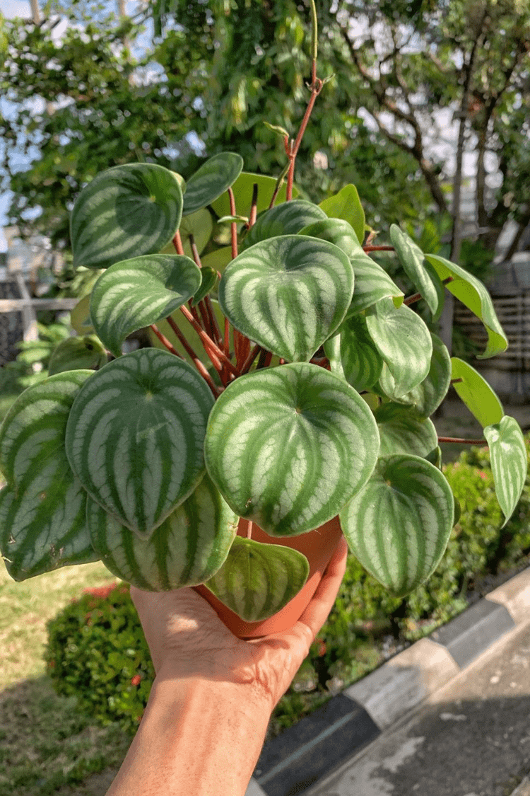 Peperomia Guide: How to Care for a Peperomia Plant