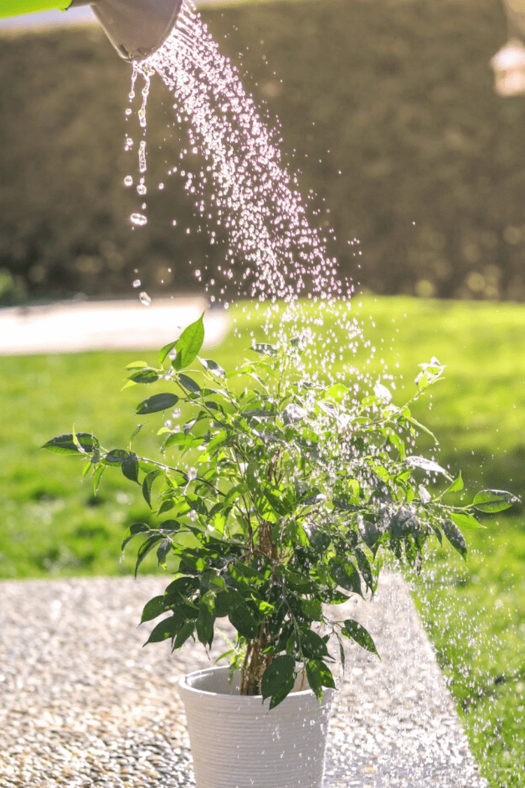 Weeping Fig Tree Guide: How to Care for a Ficus Benjamina