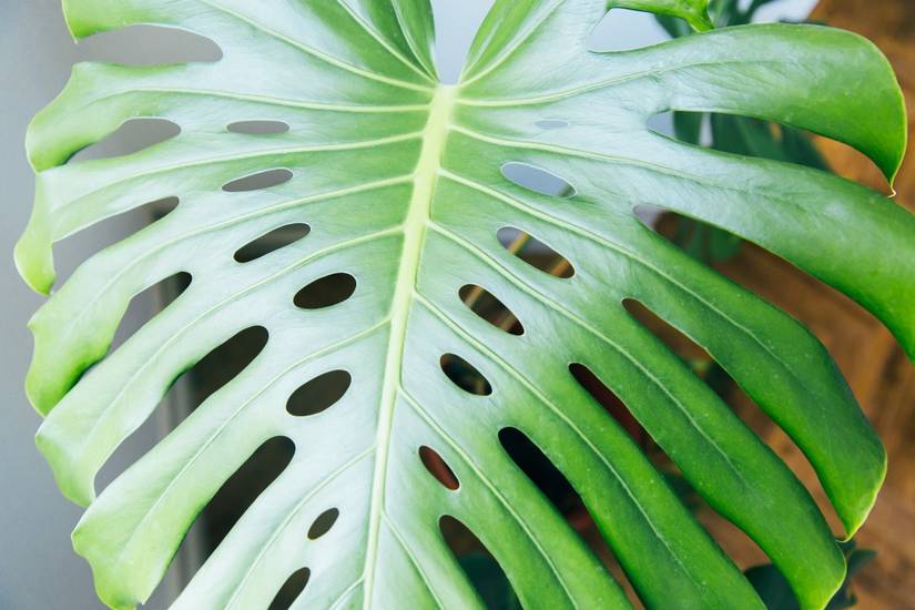 split leaf philodendron leaves