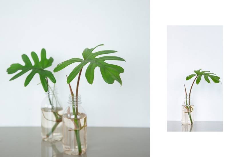 split leaf philodendron description