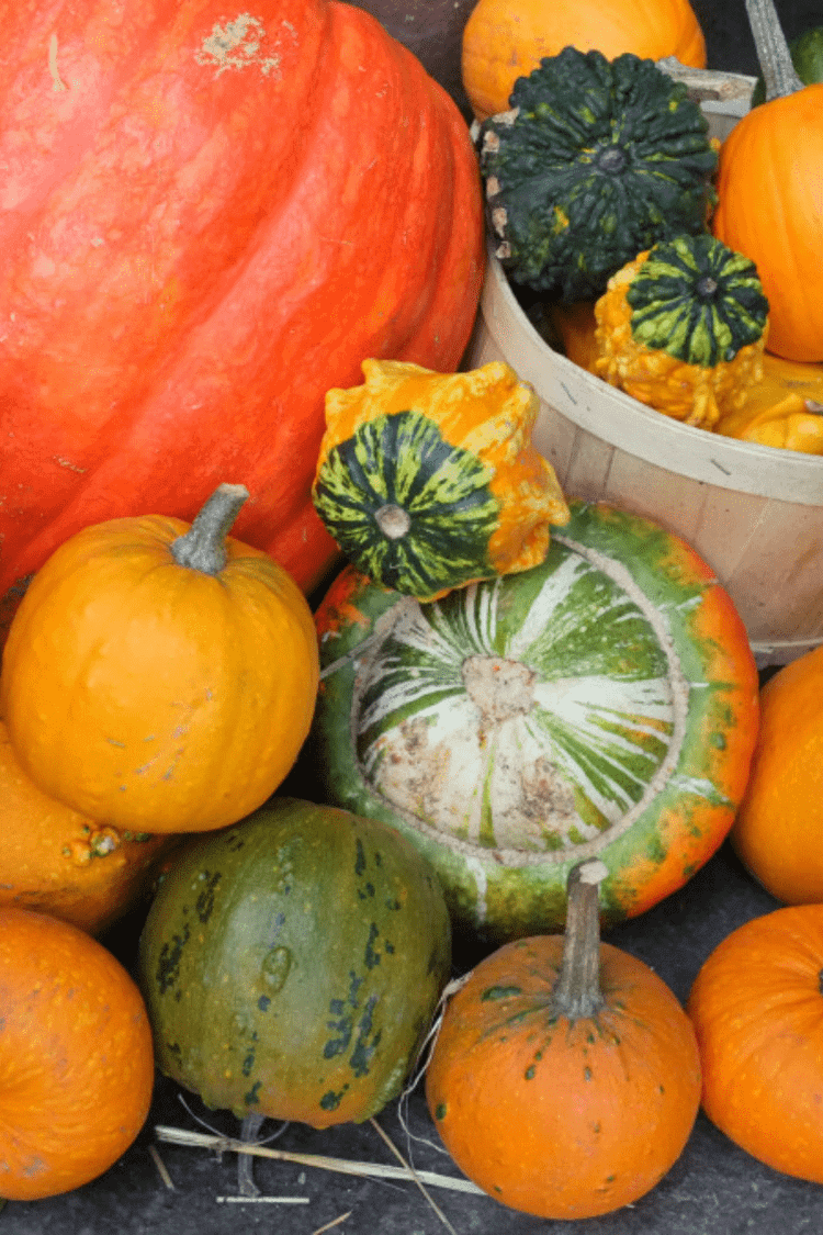 27 of the Best Winter Squash Recipes You Can Find