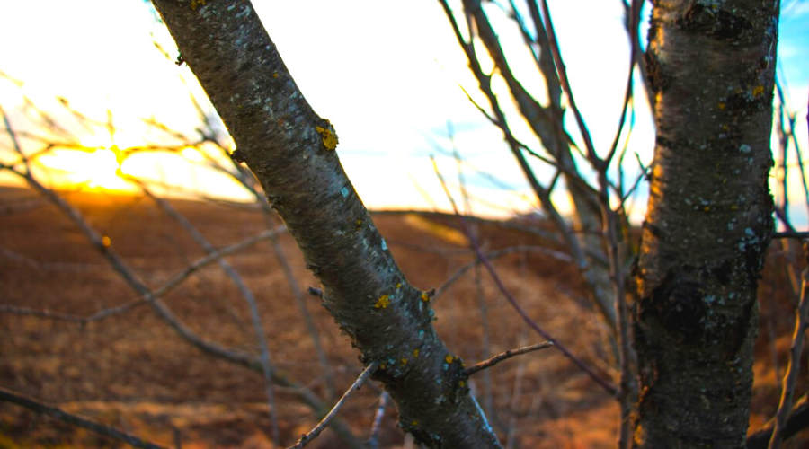 Is Almond Good Firewood? A Guide to Heating with Almond Wood