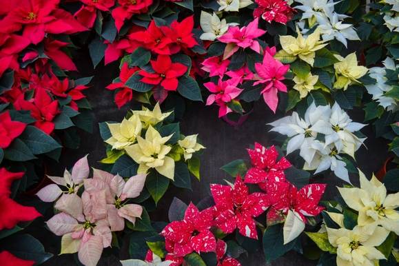 6 Best Traditional Christmas Plants