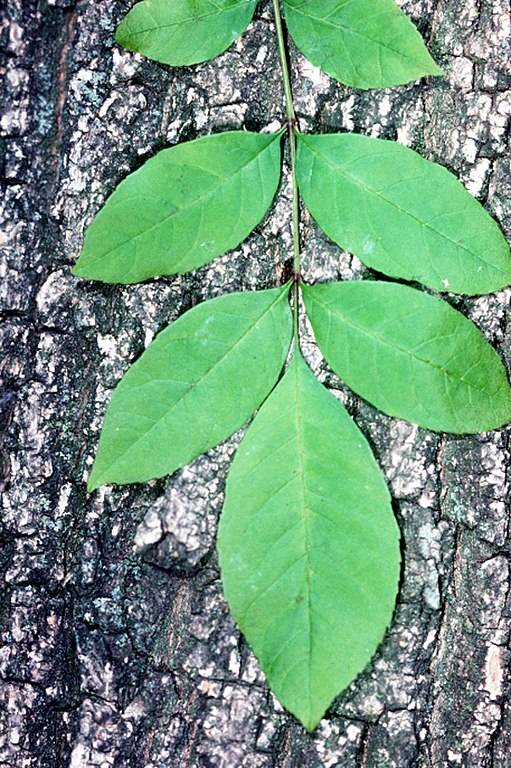 Is Ash Good Firewood? A Guide to Burning Ashwood