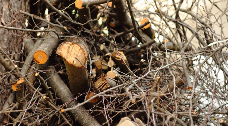 Is Ash Good Firewood? A Guide to Burning Ashwood