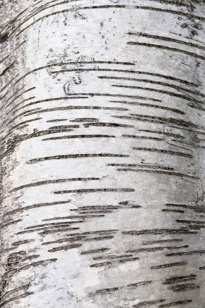 Is Ash Good Firewood? A Guide to Burning Ashwood