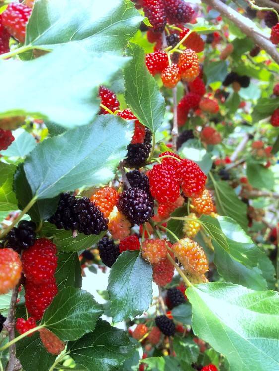 Is Mulberry Good for Firewood? Mulberry Firewood Guide