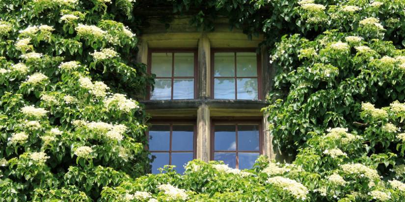 The Only Hydrangea Plant Guide You'll Need