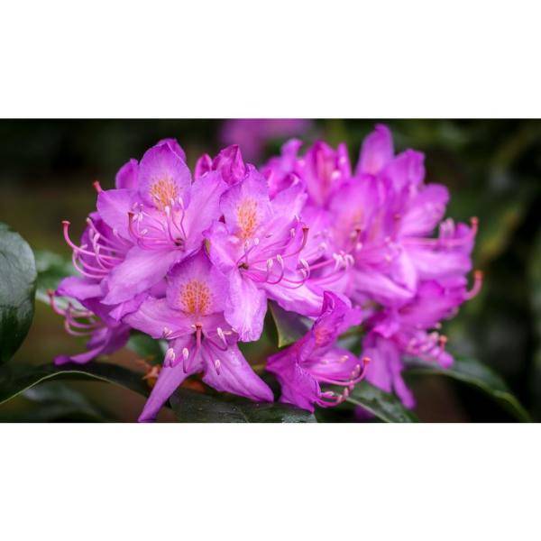 A Comprehensive Planting and Care Guide for Rhododendrons