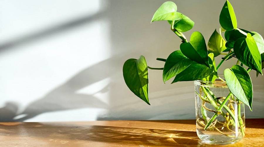 17 Amazing Propagation Station Ideas