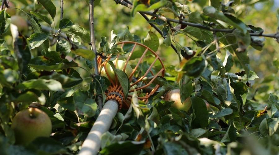 The Best Fruit Picker Tools to Pick Your Trees and Bushes Clean