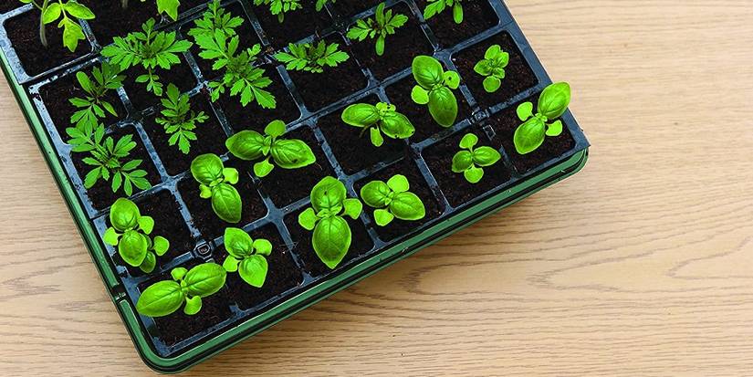 The Best Seed Starter Kits to Kickstart Your Garden