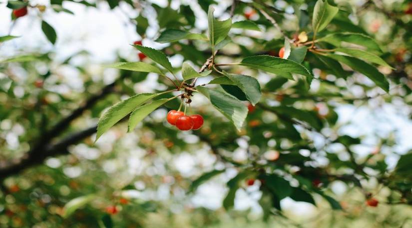 The Best Cherry Picking Tool - Our 2021 Review