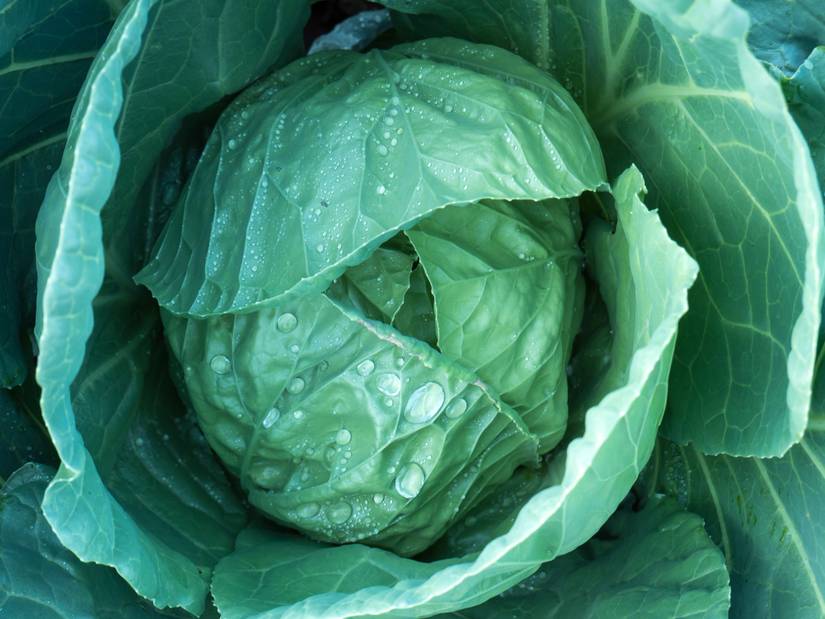 How to Plant and Grow Cabbage in Your Vegetable Garden