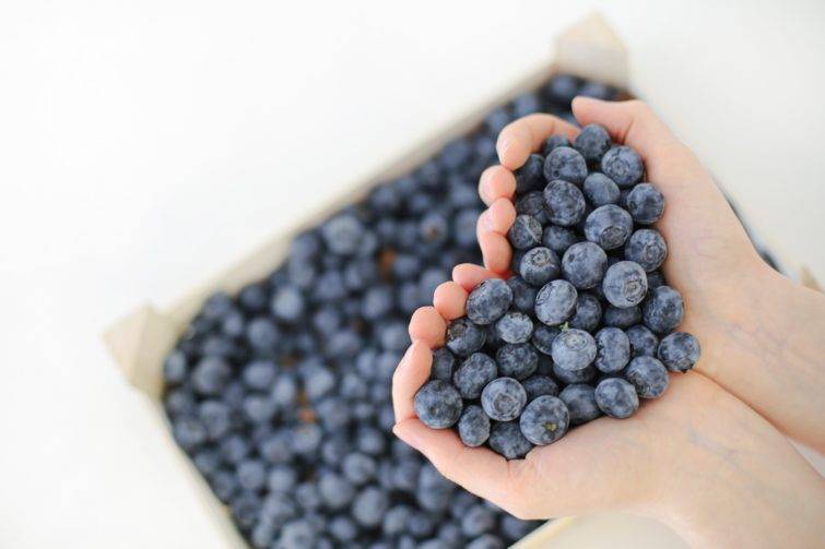 Our Guide to Harvesting Blueberries