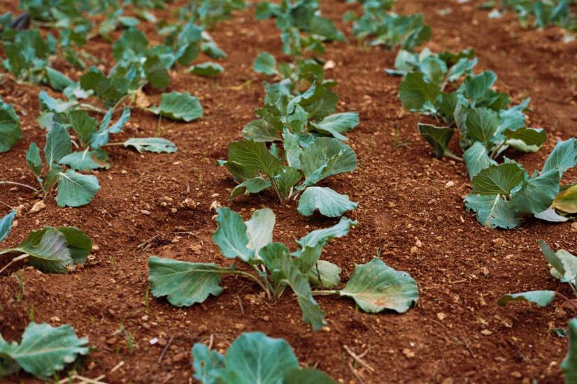 How to Plant and Grow Cabbage in Your Vegetable Garden