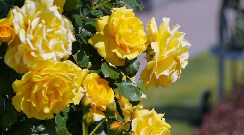 12 Beautiful and Eye-Catching Rose Garden Ideas