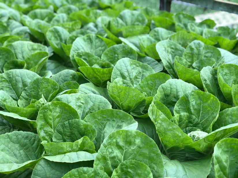 How to Plant and Grow Cabbage in Your Vegetable Garden