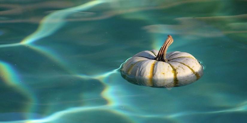 How to Keep My Pumpkin from Rotting