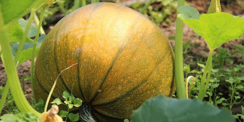 How to Keep My Pumpkin from Rotting