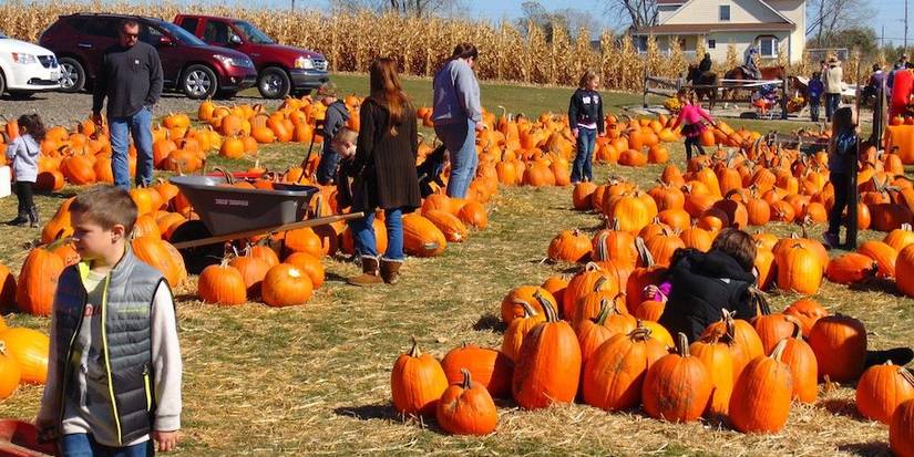 How to Keep My Pumpkin from Rotting