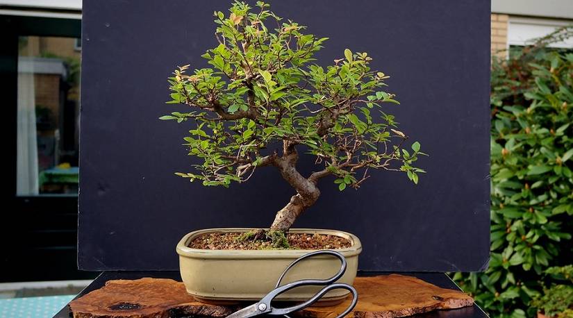 The Best Bonsai Trees for Beginners