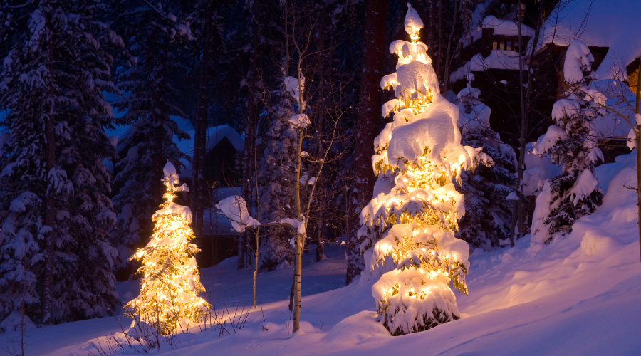 Most Beautiful Outdoor Christmas Tree 125 Most Beautiful Christmas