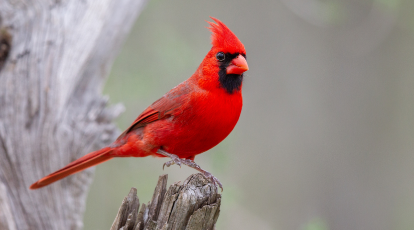 21 of the Most Common Backyard Birds