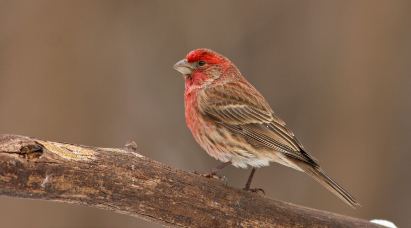 21 of the Most Common Backyard Birds