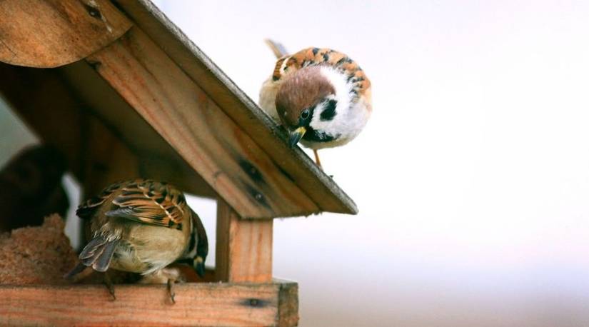 How To Choose The Right Feeder for Your Backyard Birds