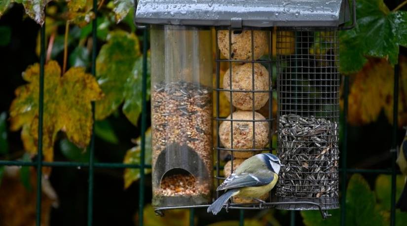 How To Choose The Right Feeder for Your Backyard Birds