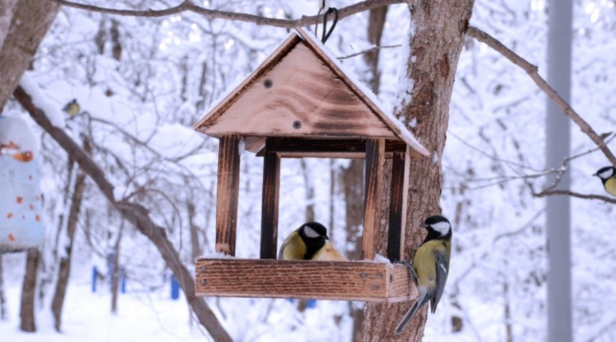 How To Choose The Right Feeder for Your Backyard Birds