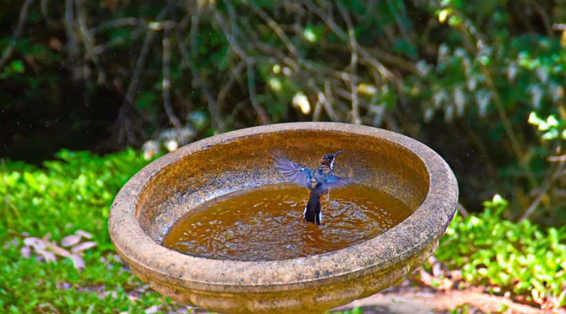 53 DIY Bird Bath Design Ideas