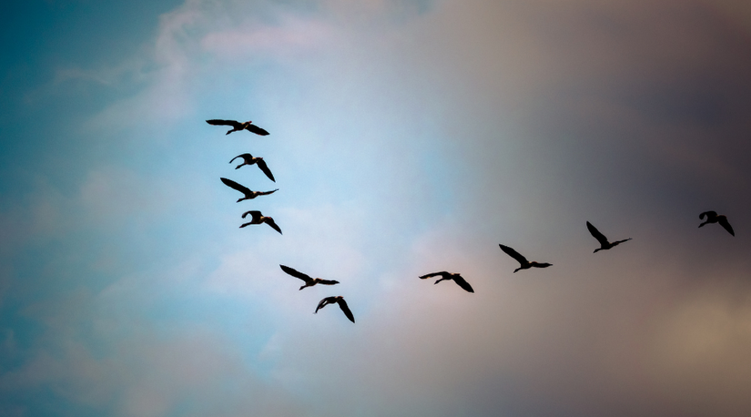 Birdwatching For Beginners: Tips and Tricks