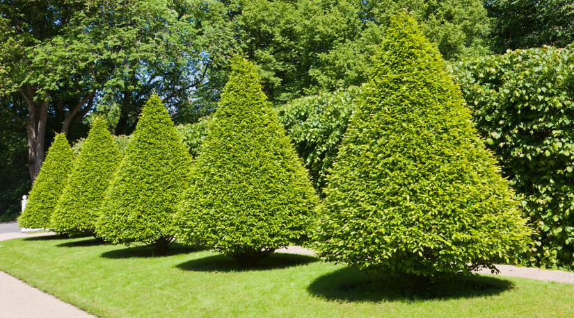 128 Backyard Garden Ideas: Great Ways to Transform Your Yard