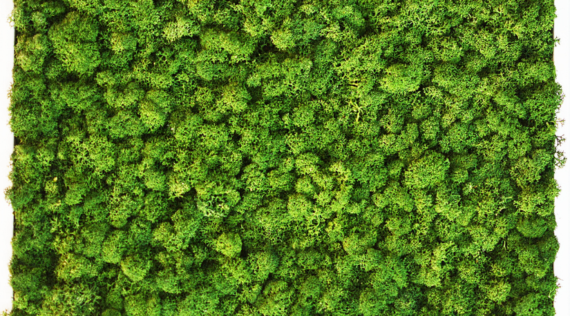 Can You Have a Living Moss Wall?