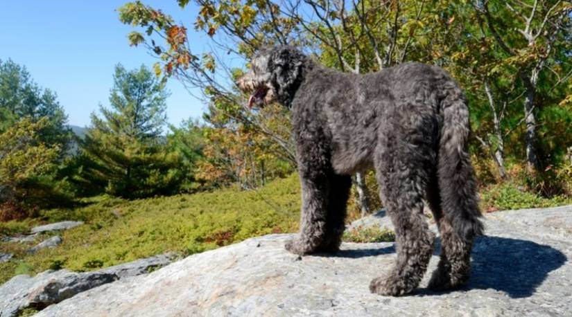 35 Pet-Friendly Backyard Landscaping Ideas