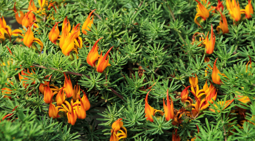 Retaining Wall Plants To Make Your Landscape Stand Out