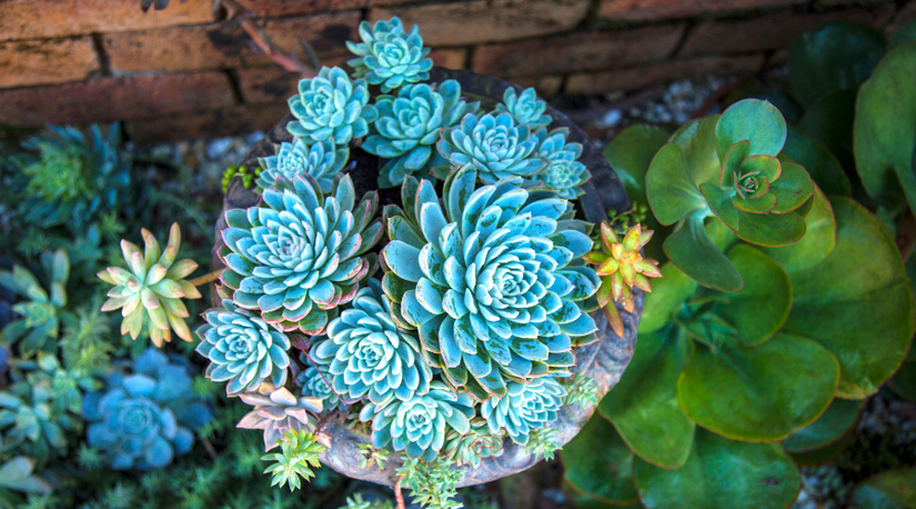 5 Ways To Revive Your Succulents