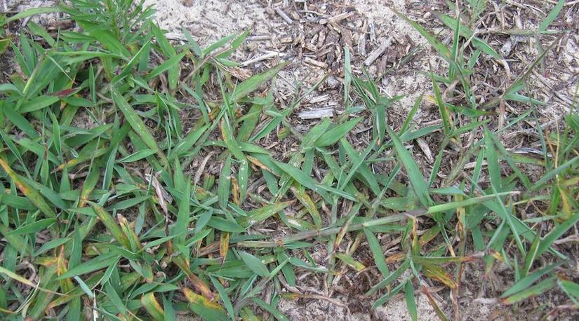 How To Fix an Over-Fertilized Lawn