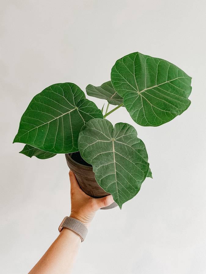 How to Grow and Care for Fiddle-Leaf Fig