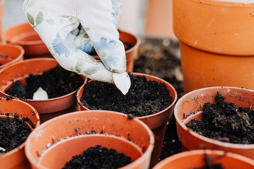 How Deep Should You Plant Seeds?