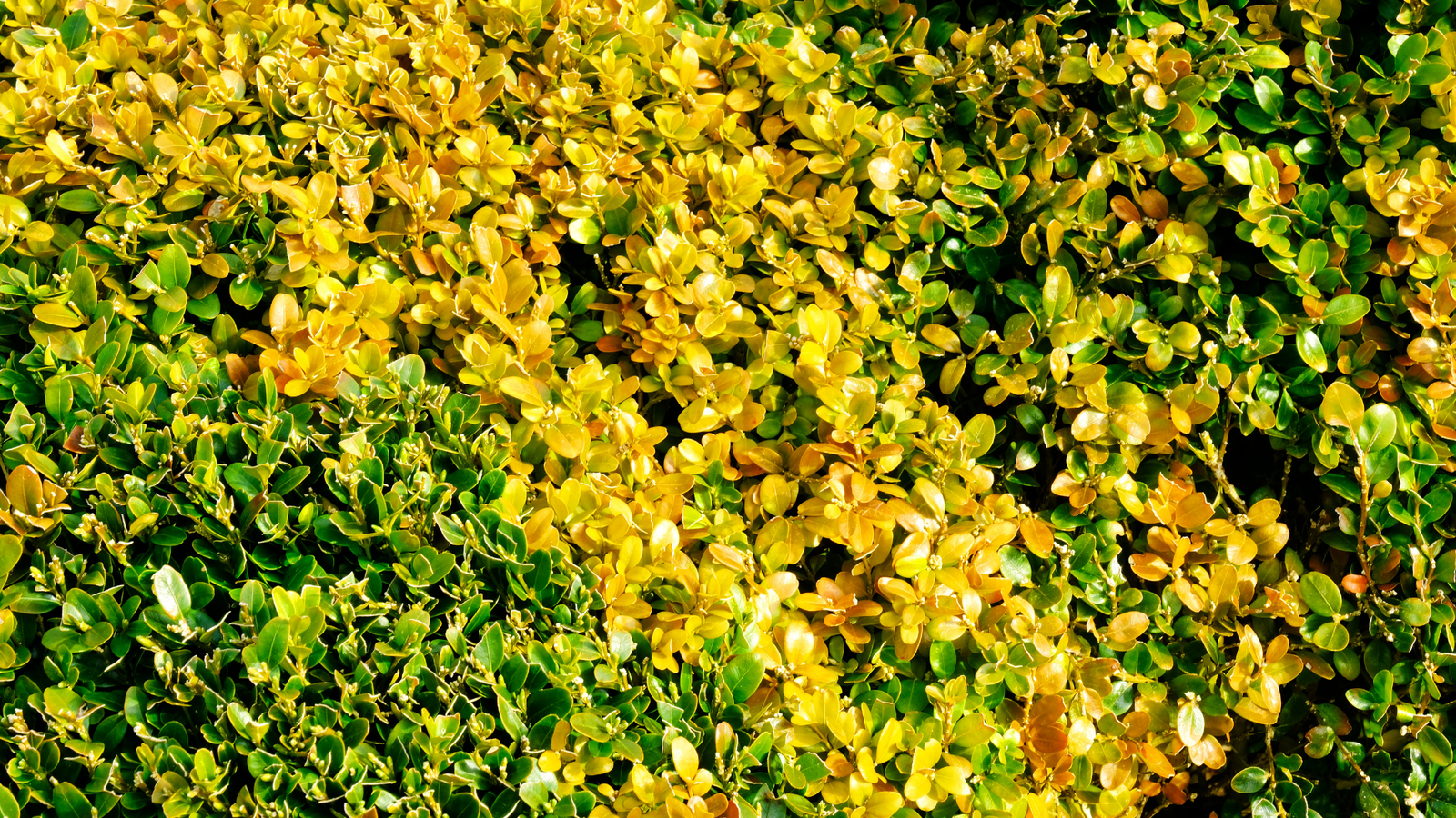 Box Blight: How to Identify, Prevent, and Treat This Common Disease