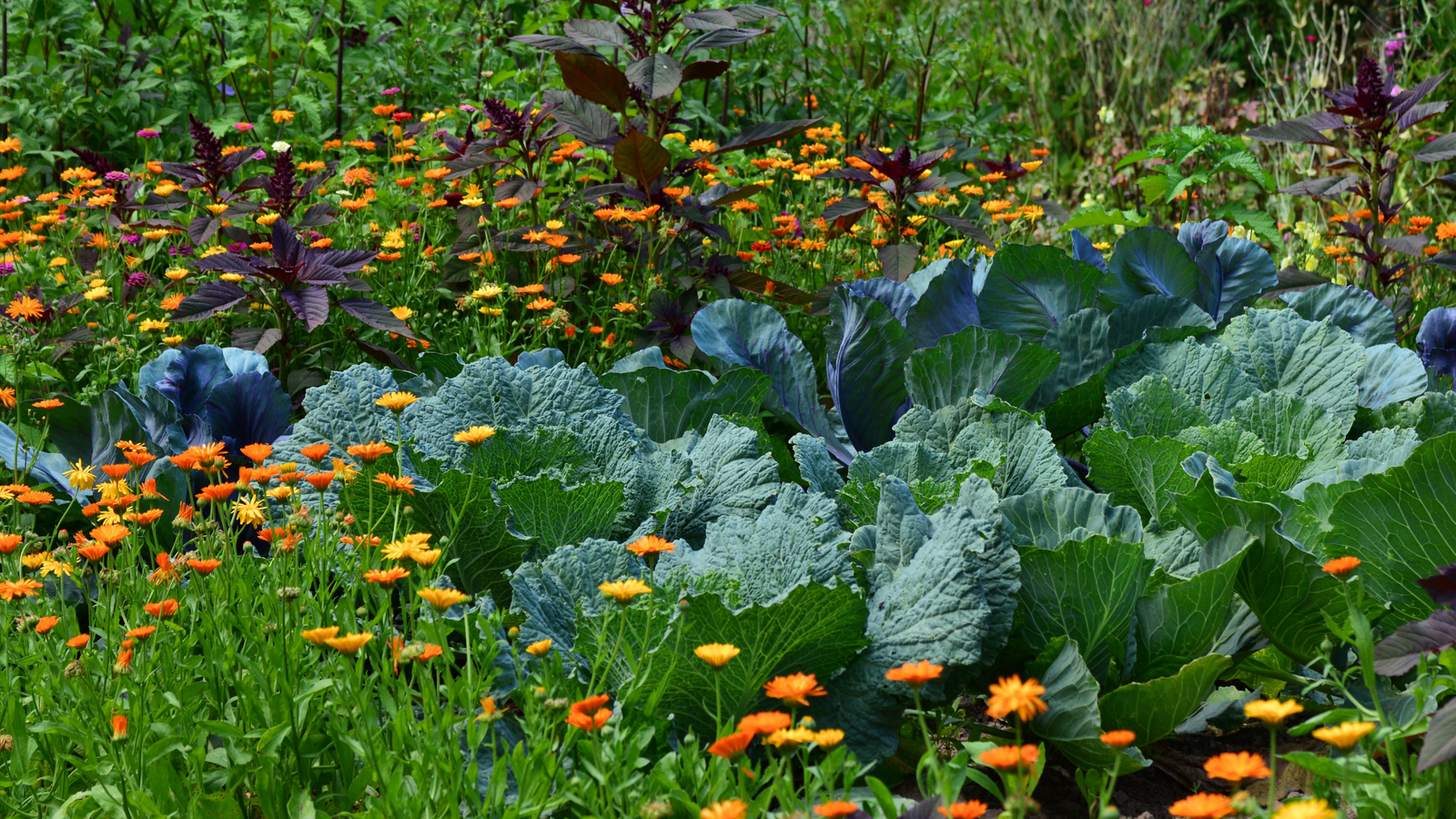 12 Easy Garden Plants That are Actually Worth Growing