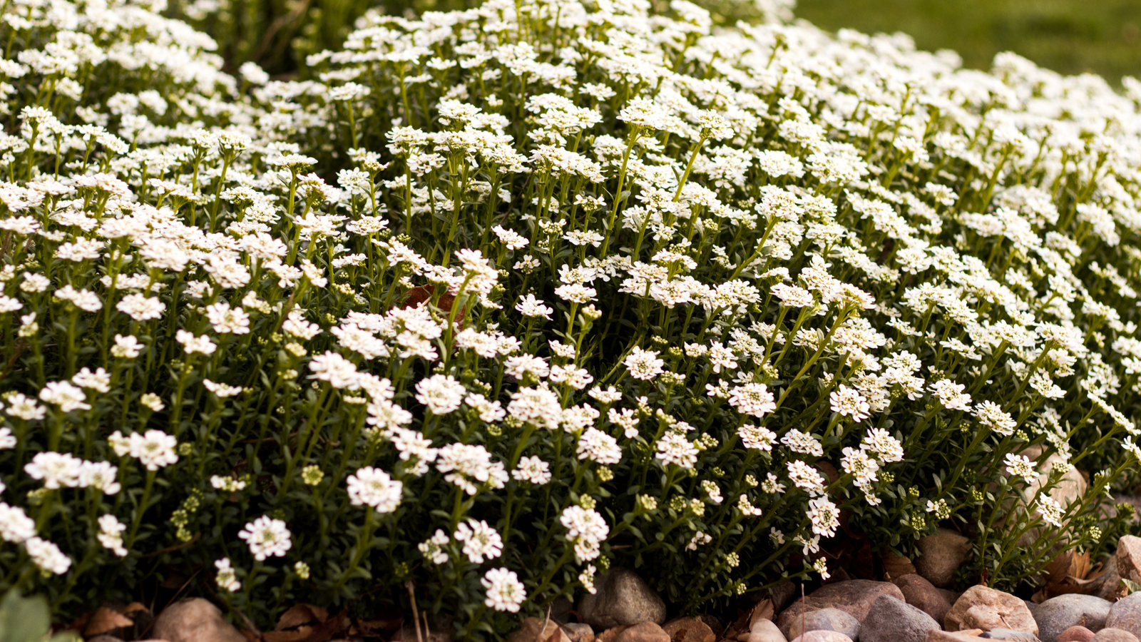 The Best Flowering Ground Covers to Spruce Up Your Boring Grass
